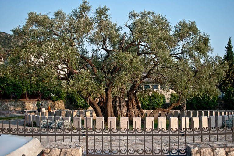 The Legendary Stara Maslina Olive Tree - Montenegro Hiking